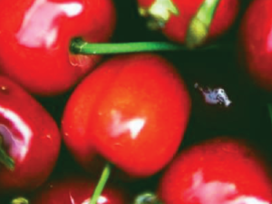 SUMMIT AGRO - Smartcherry