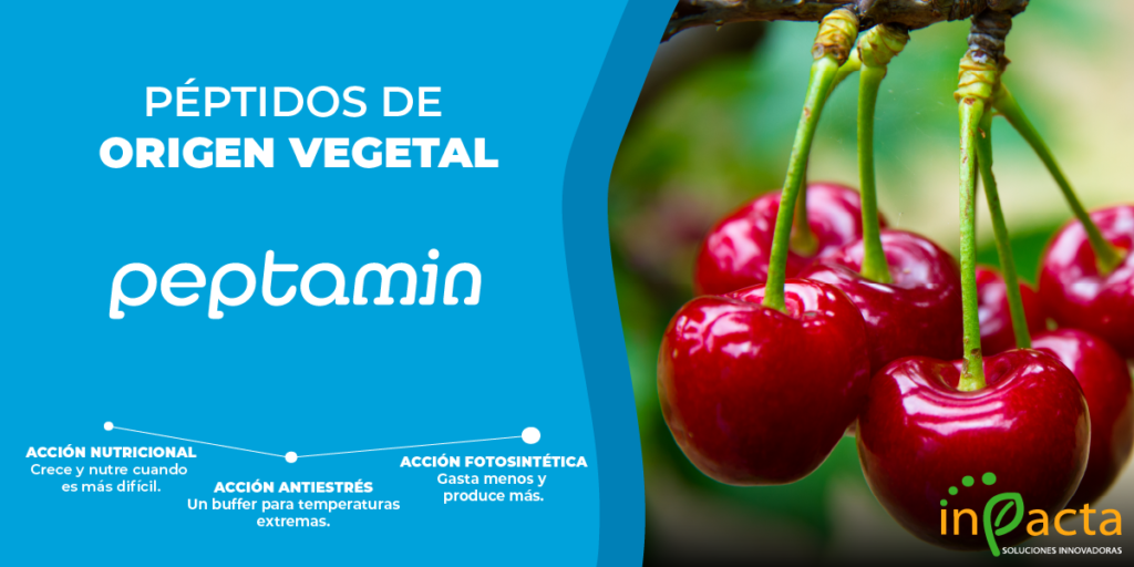 IN-PACTA - Smartcherry