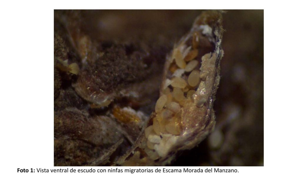 BayDir Informa; Status Escama de San José y Escama Morada del Manzano ...