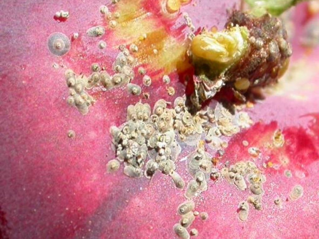 INSEGAR®: nuevo insecticida biorracional para controlar Escama San José ...