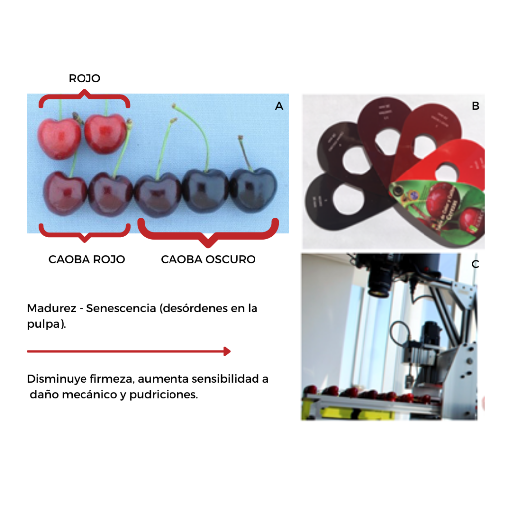 Parámetros a cosecha y su impacto en la vida útil de la cereza ...