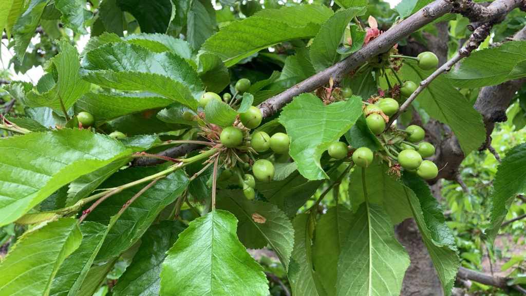 Clima Archives - Smartcherry