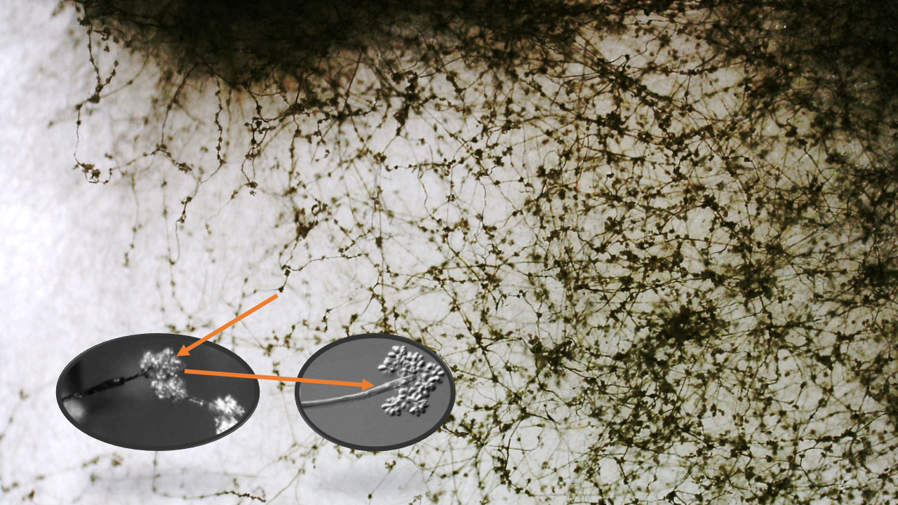 Botrytis, el superpatógeno que nunca debemos descuidar - Smartcherry
