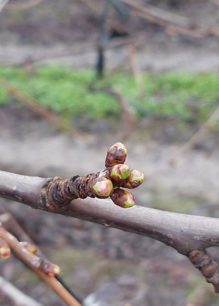 Ya está disponible el Reporte Fenológico semana 35, Tp. 2022-23 - Smartcherry