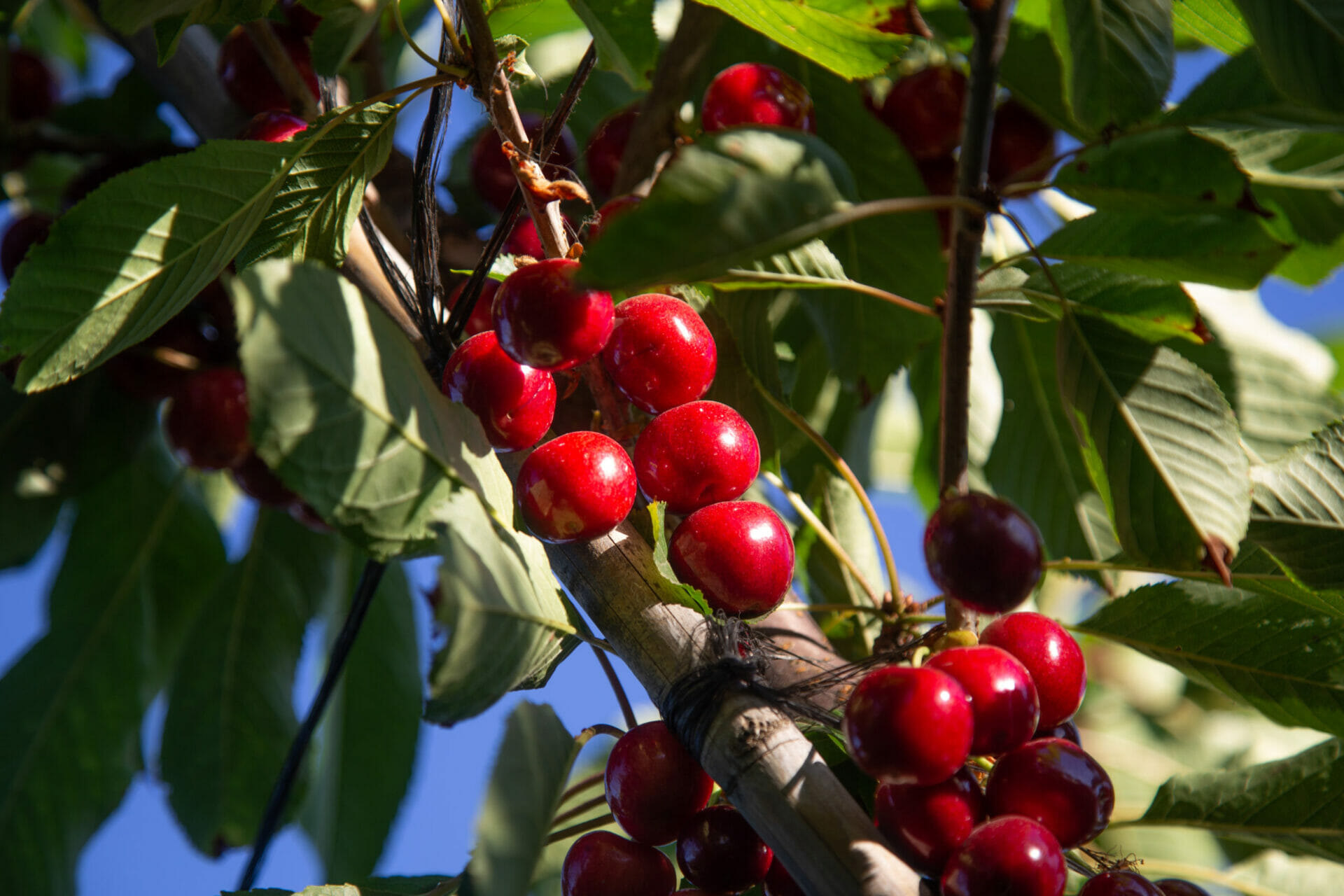 Cuidados generales de la cereza en cosecha - Smartcherry