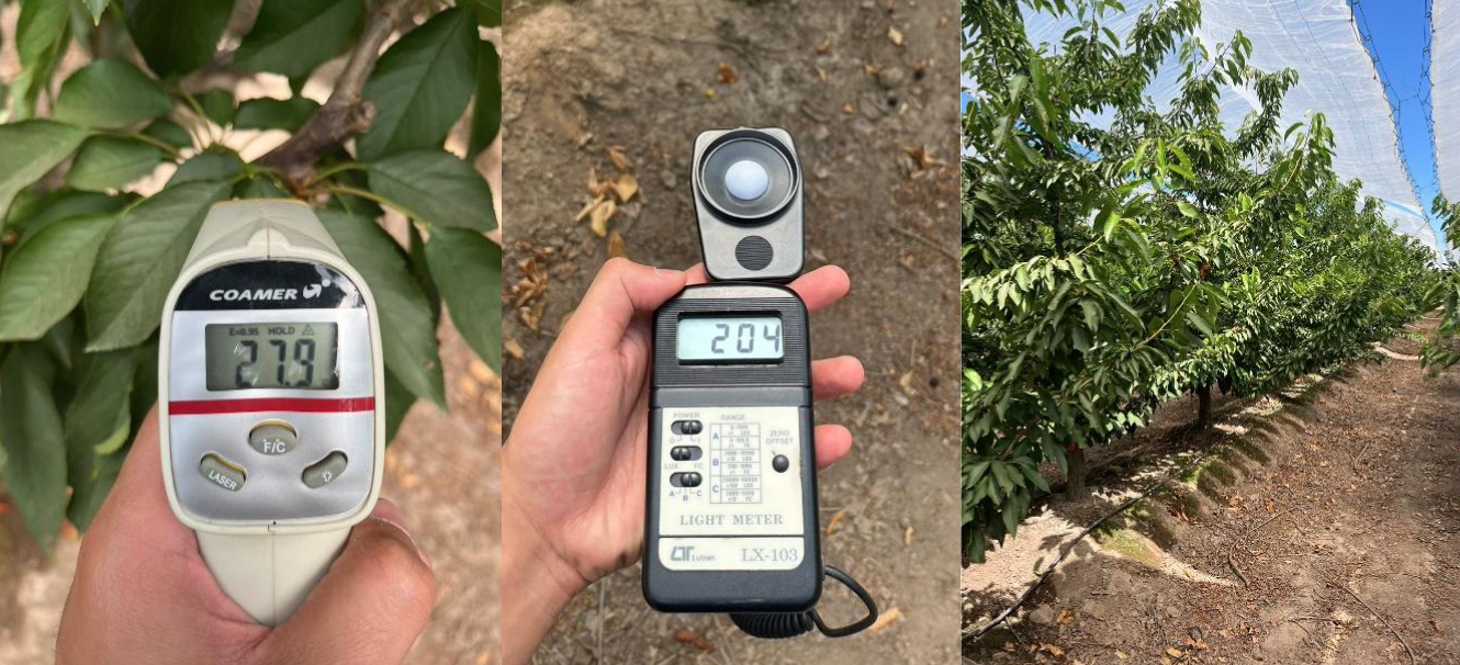 Uso de AGRICOVER© para control de altas temperaturas en postcosecha - Smartcherry
