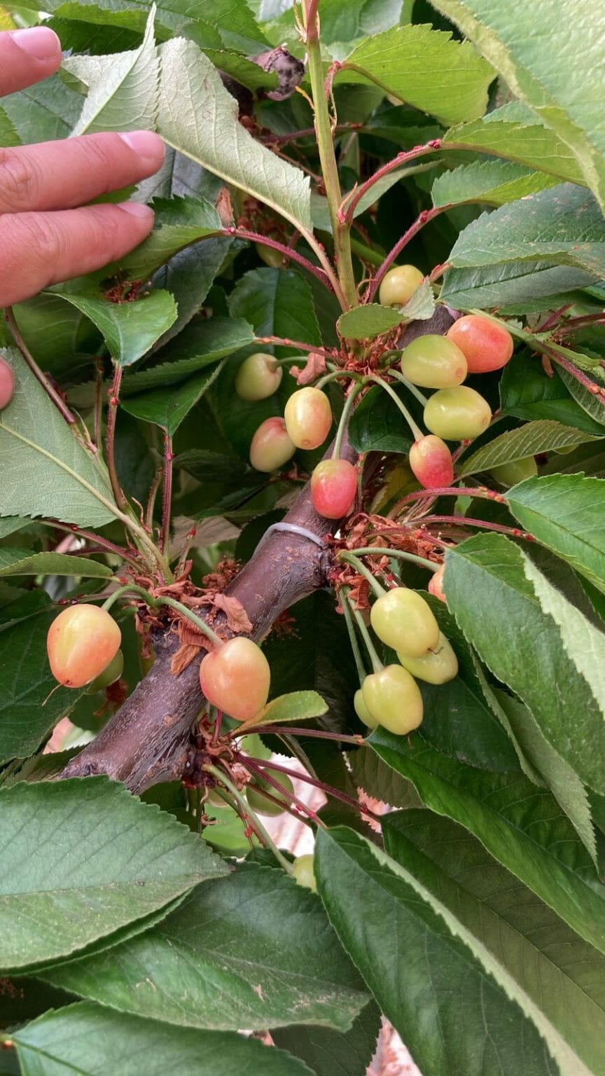 Pasma de frutos: ¿Qué ocurrió esta temporada? - Smartcherry
