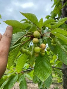Pasma de frutos: ¿Qué ocurrió esta temporada? - Smartcherry