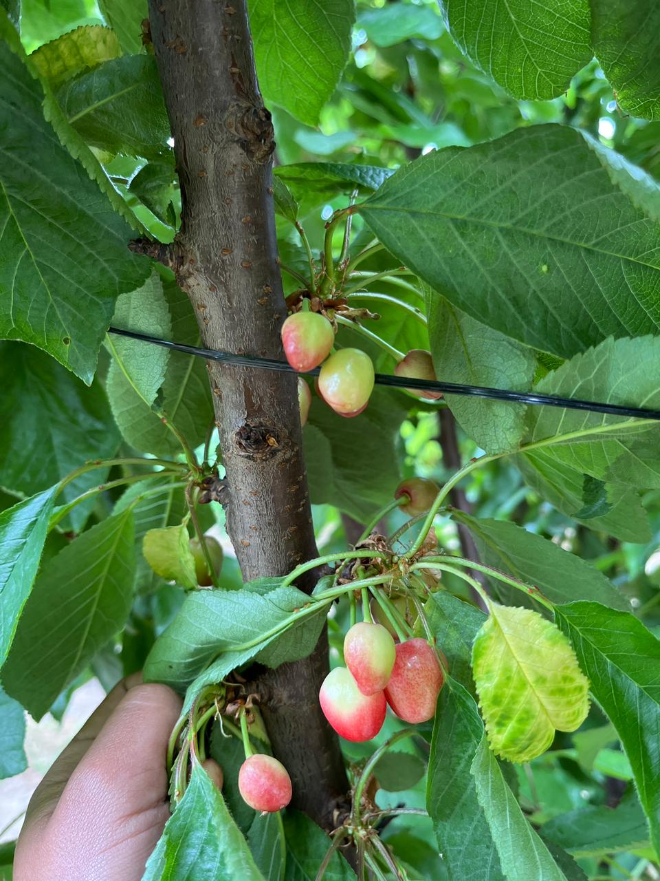 Pasma de frutos: ¿Qué ocurrió esta temporada? - Smartcherry