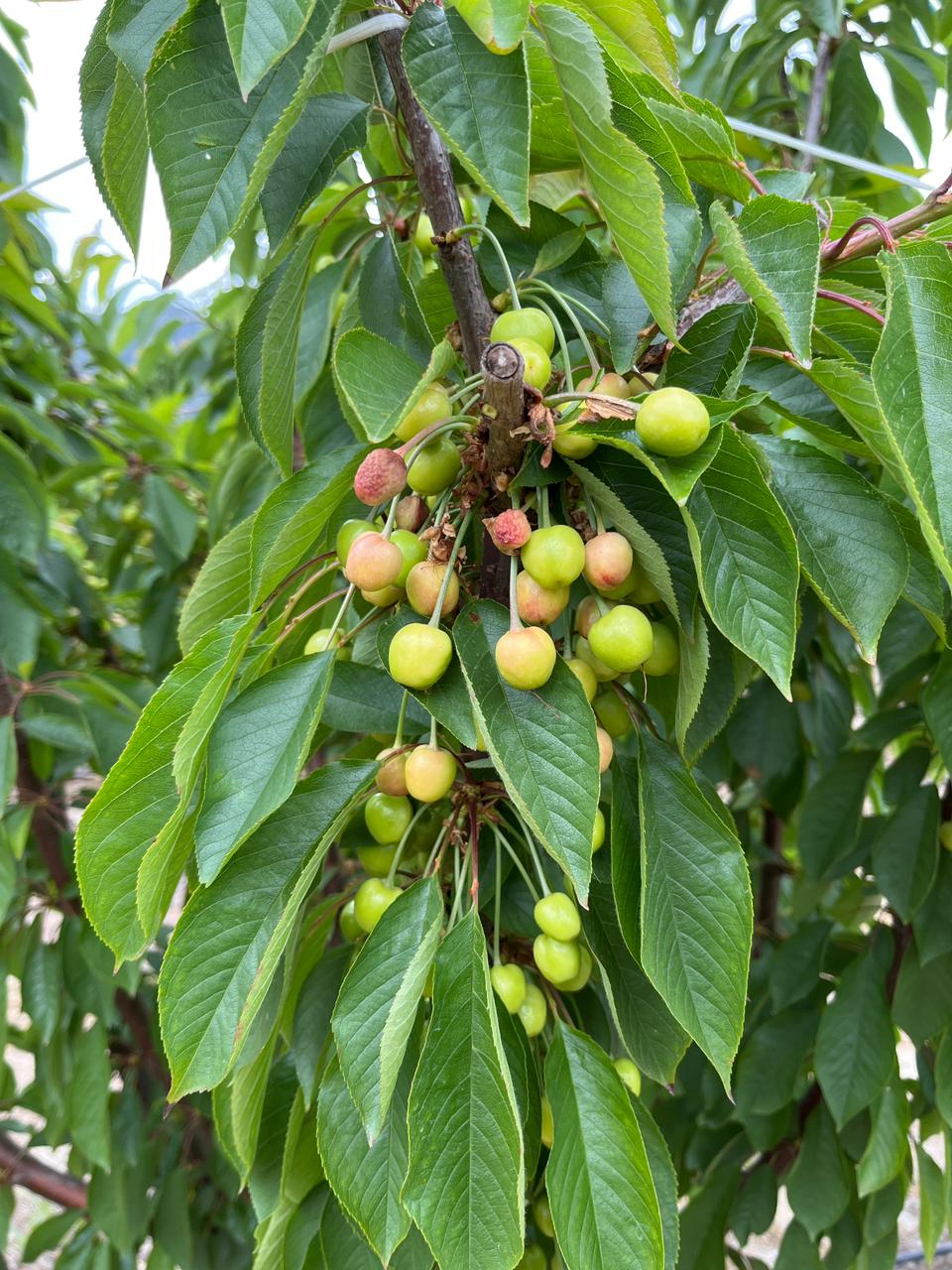 Pasma de frutos: ¿Qué ocurrió esta temporada? - Smartcherry