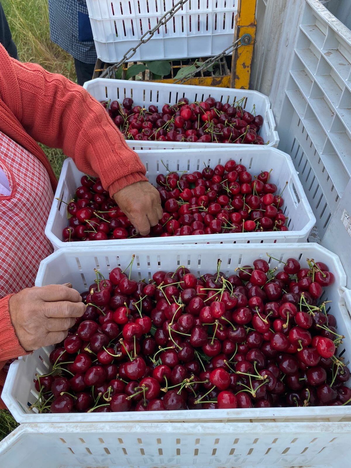 La cosecha de cerezas no para en la zona central de Chile - Smartcherry