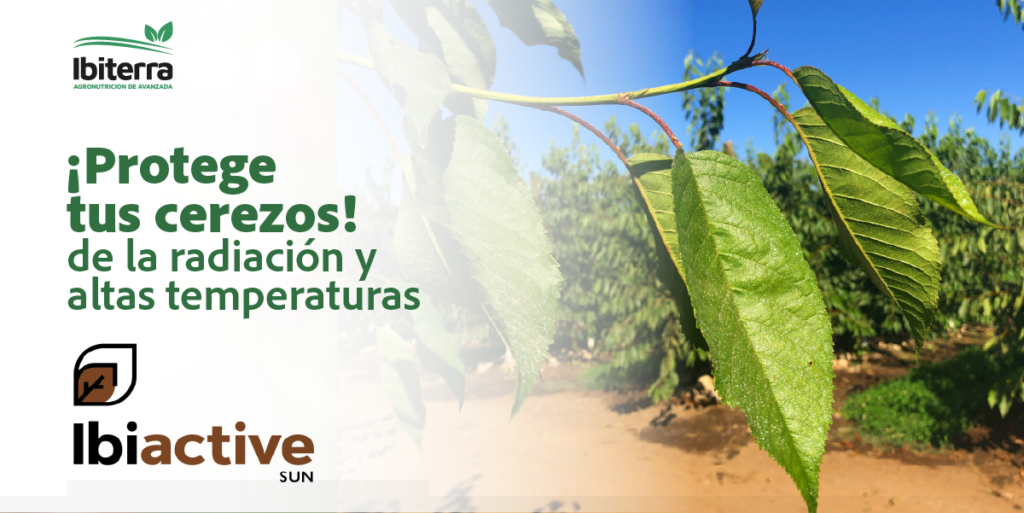 Ibiterra - Smartcherry