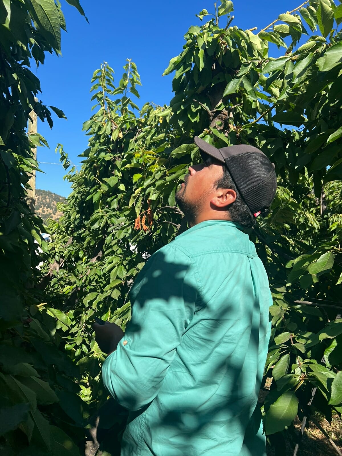 Poda de verano: ¿Por qué es una labor tan relevante? - Smartcherry