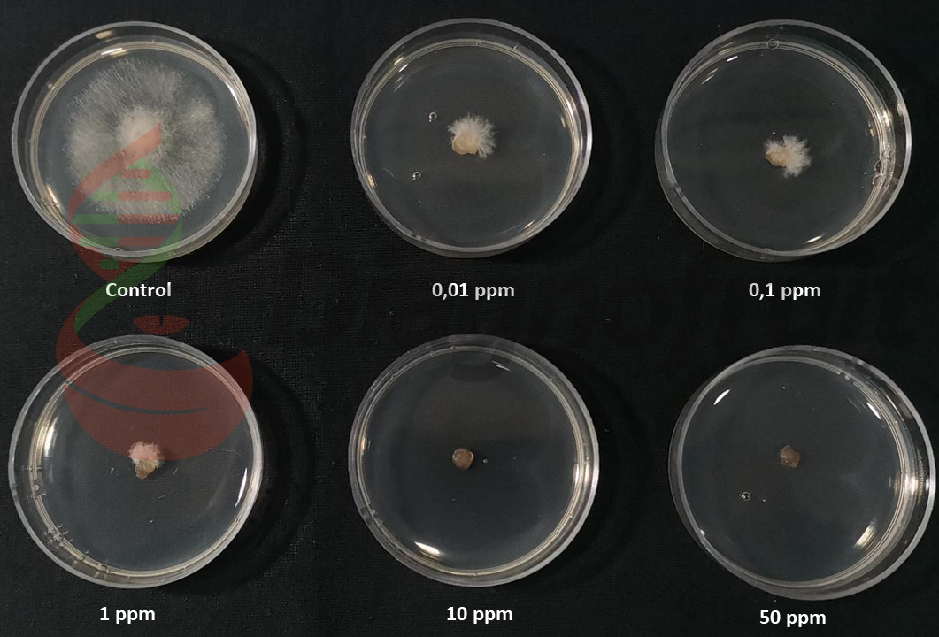 Fludioxonil, fungicida imprescindible en la industria de la cereza ...