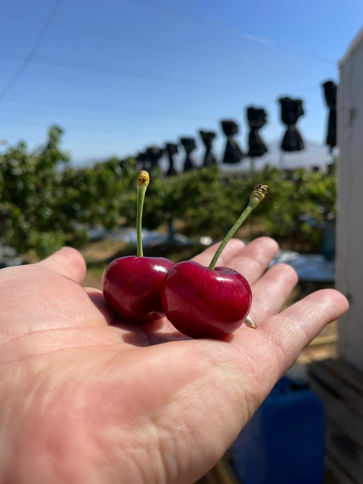 Las 15 Mejores Cerezas La D.O.P Cereza Del Jerte Cifra En 15 Millones
