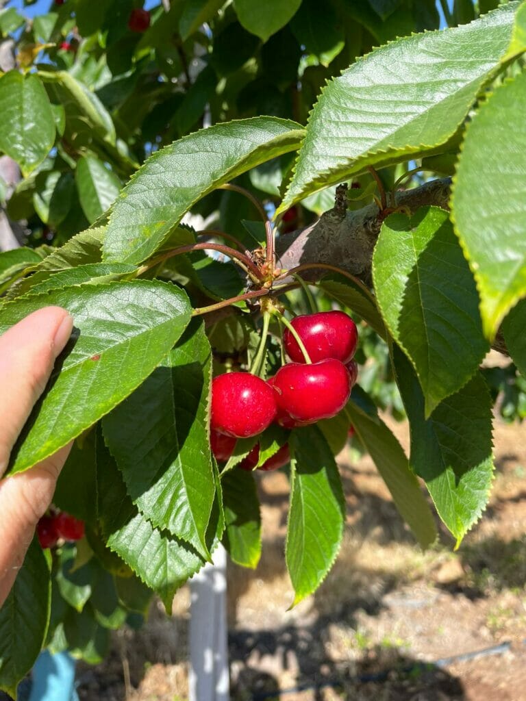 Temporada De Cerezas. Donde Encontrar Las Mejores Cerezas – AWBR