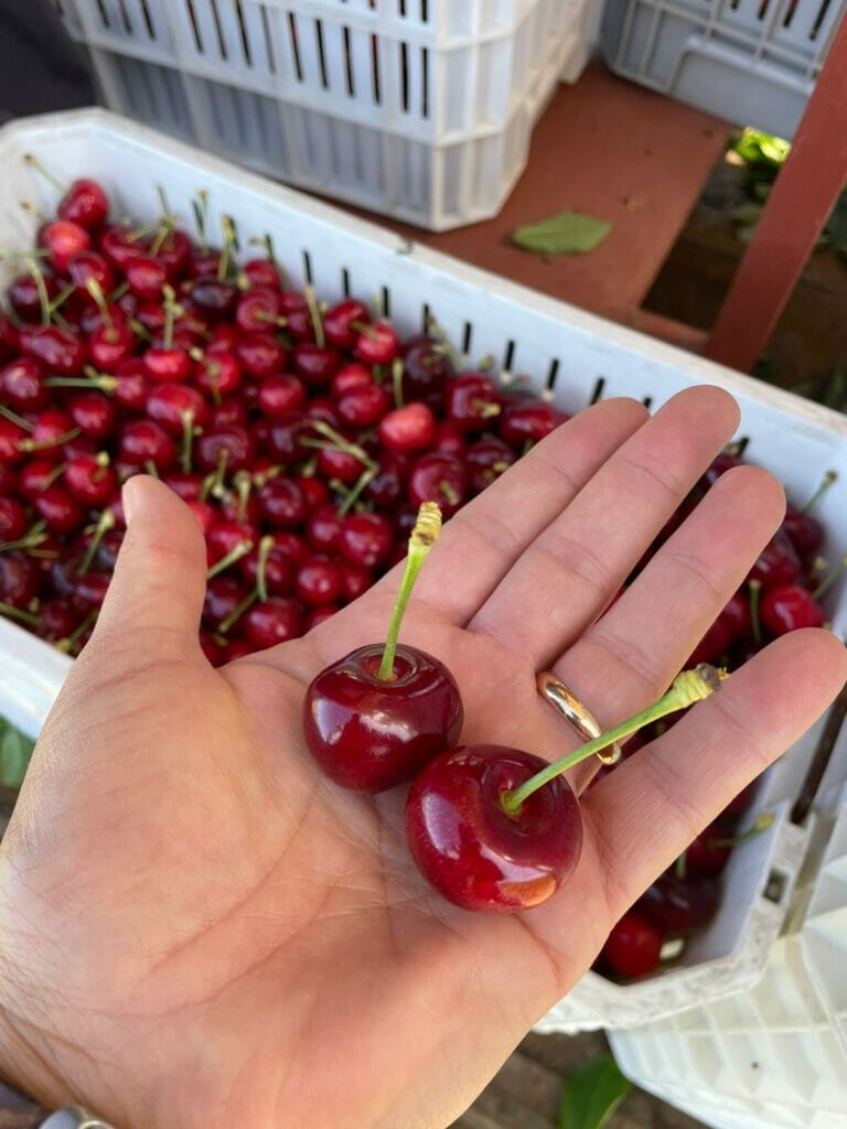 Revisa las mejores imágenes de la reciente temporada de cerezas ...