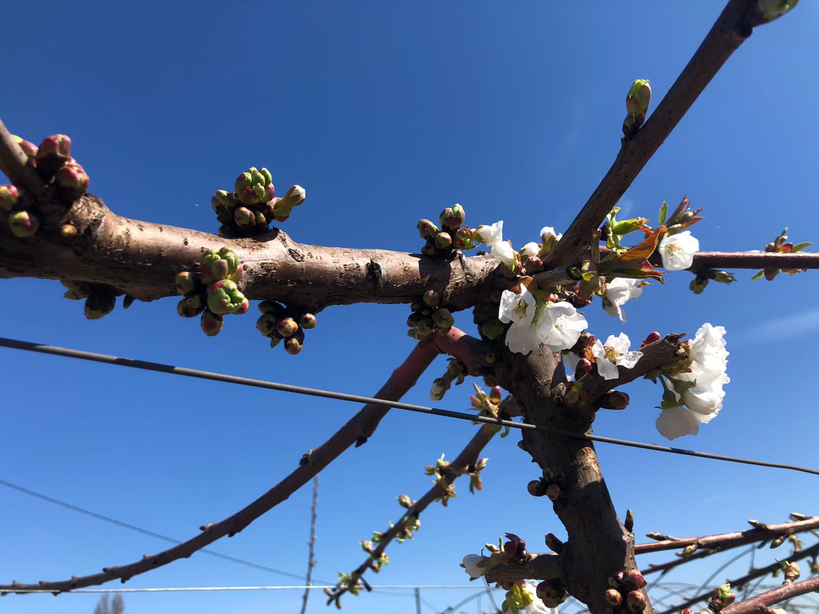 Avium SpA e IVU Chile SpA firman acuerdo para manejo de nuevas variedades - Smartcherry