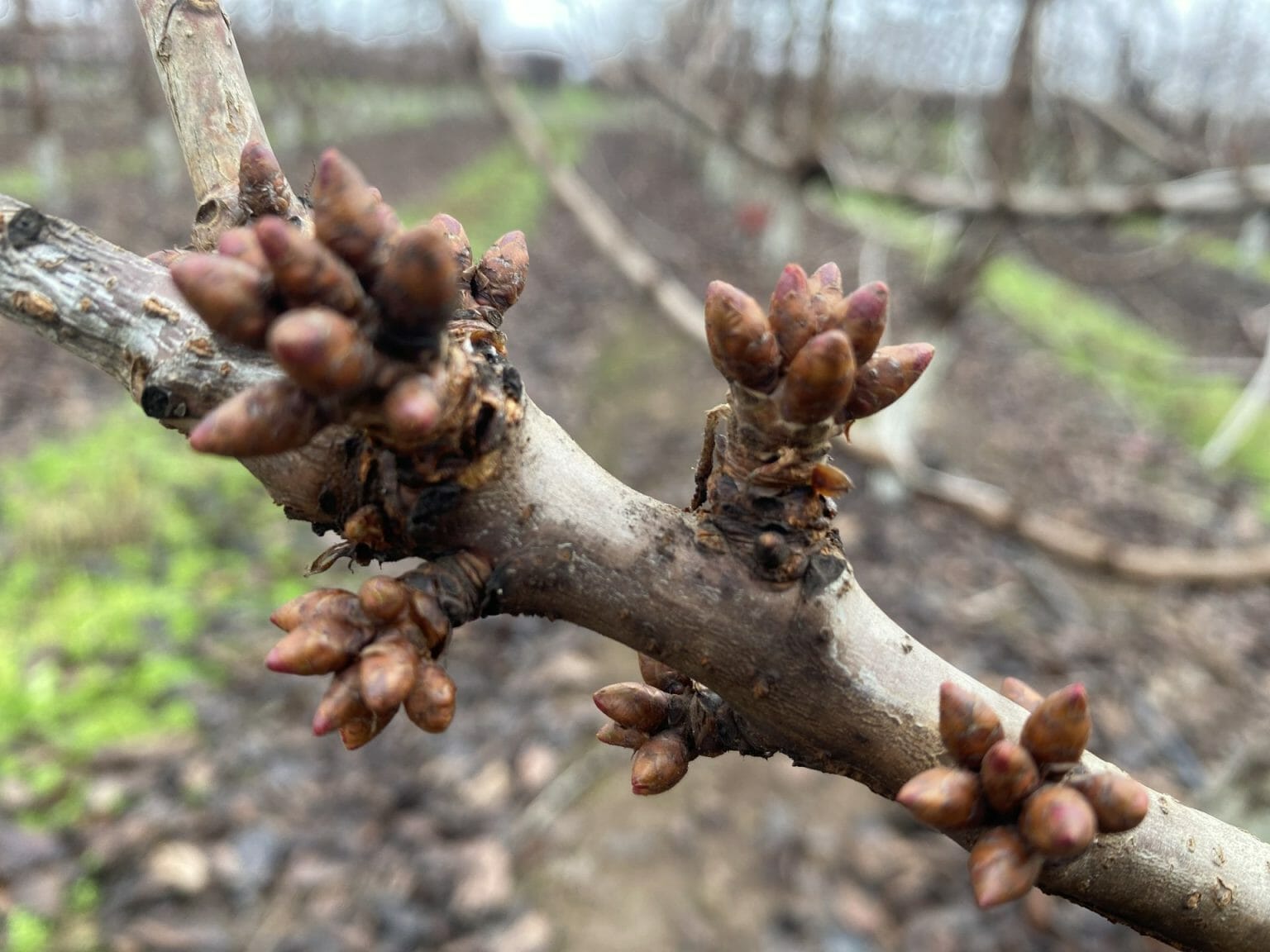 ¿Cómo se realiza la toma de muestras para el análisis de fertilidad de yemas? - Smartcherry