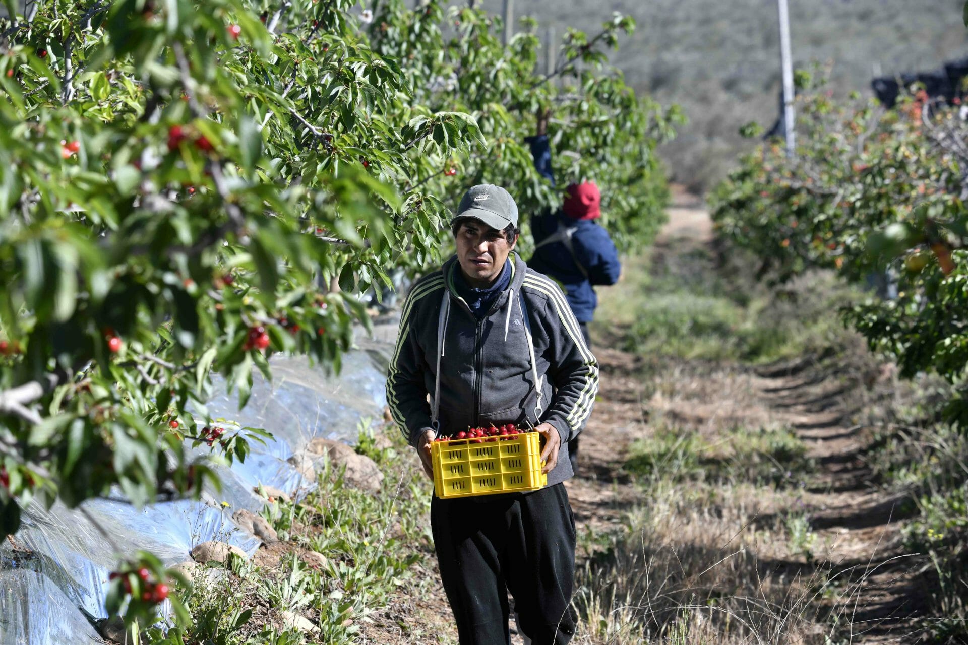 Revisa lo que fue el inicio de la cosecha de cerezas primores en imágenes - Smartcherry