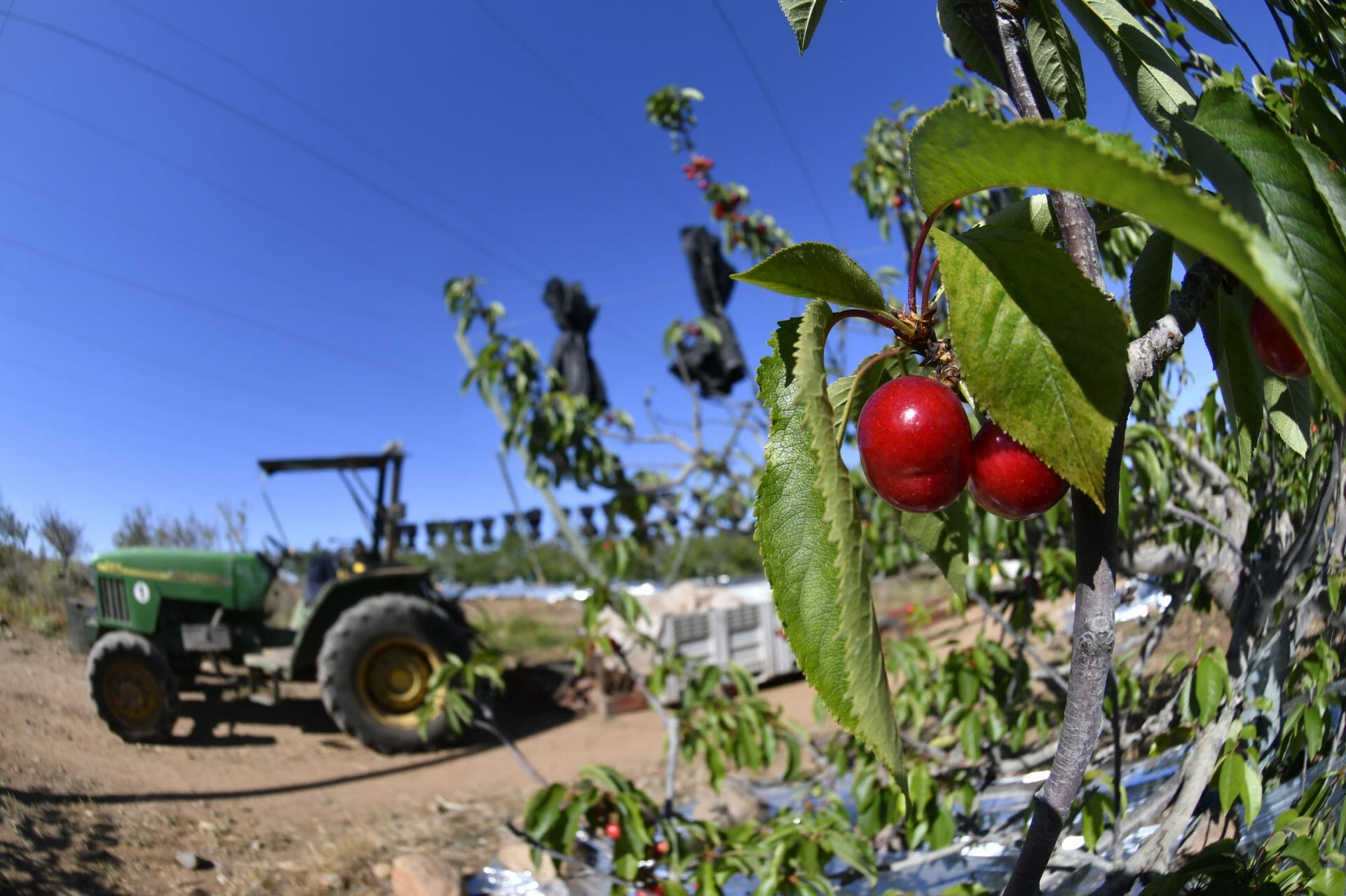 Revisa lo que fue el inicio de la cosecha de cerezas primores en imágenes - Smartcherry