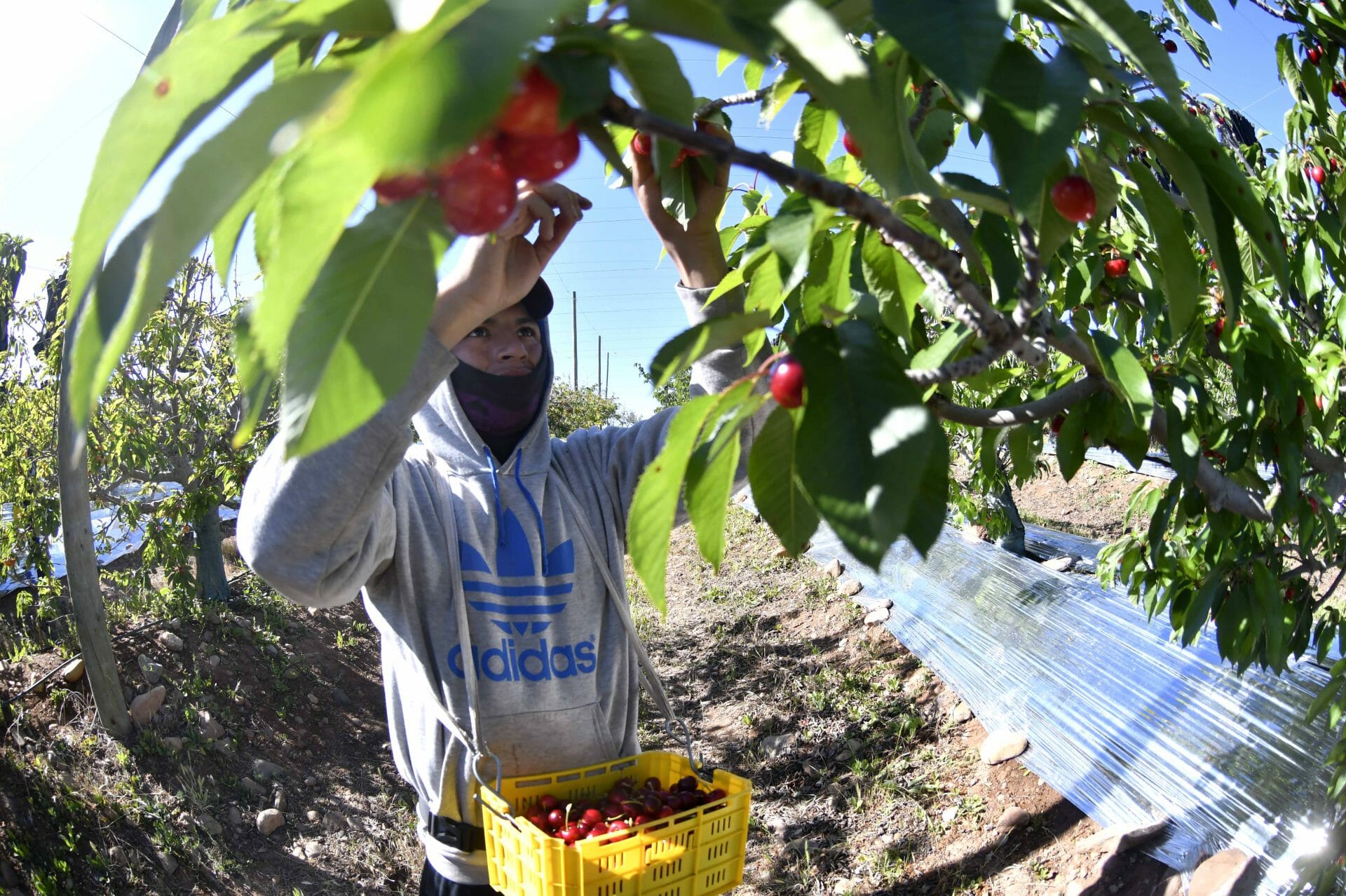 Revisa lo que fue el inicio de la cosecha de cerezas primores en imágenes - Smartcherry