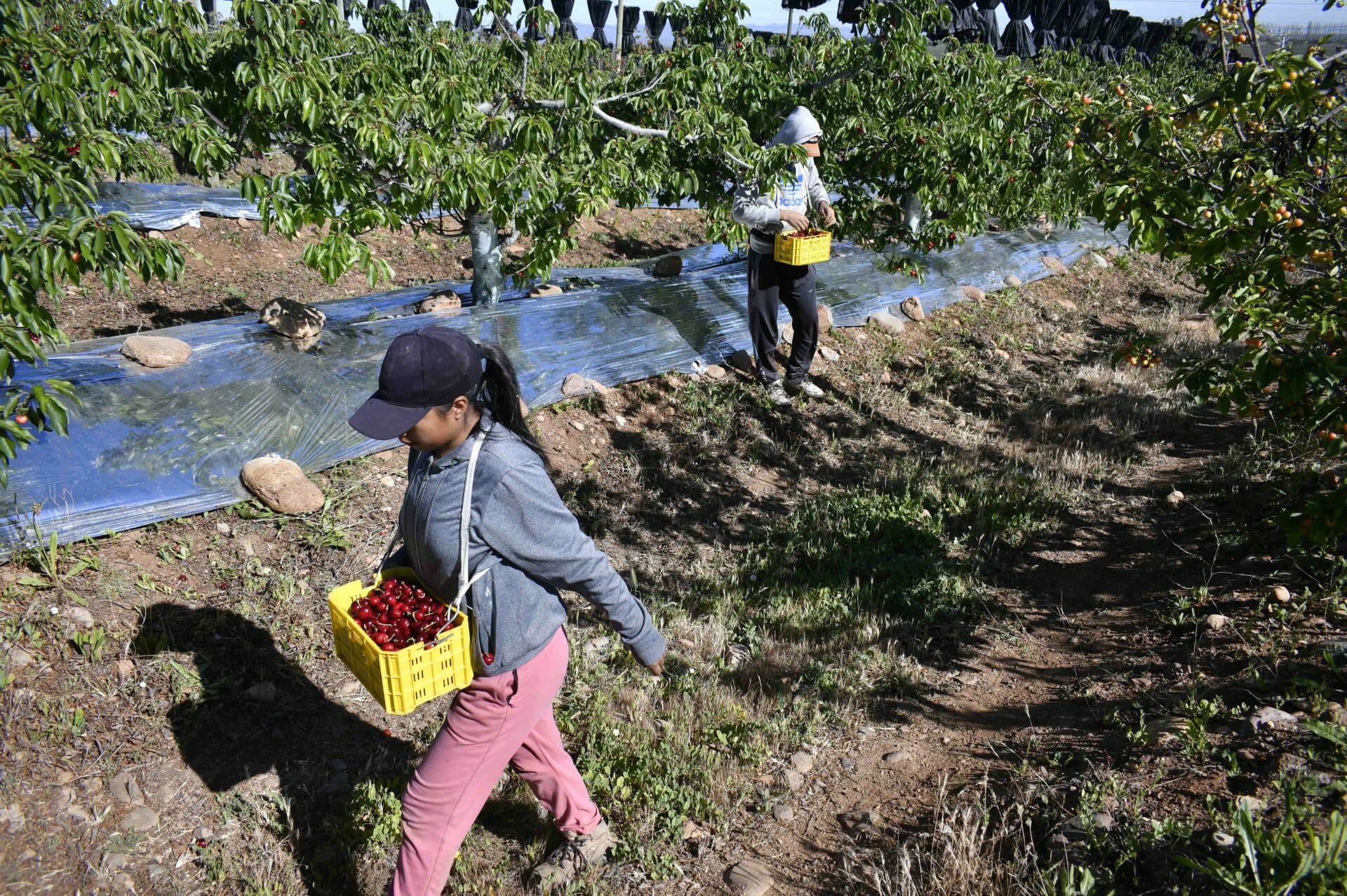 Revisa lo que fue el inicio de la cosecha de cerezas primores en imágenes - Smartcherry