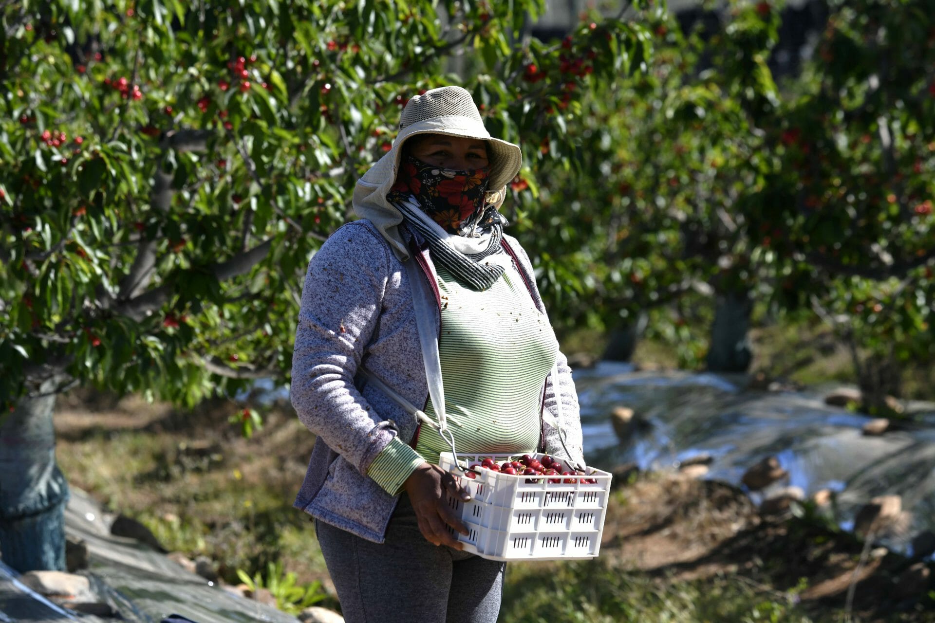 Revisa lo que fue el inicio de la cosecha de cerezas primores en imágenes - Smartcherry