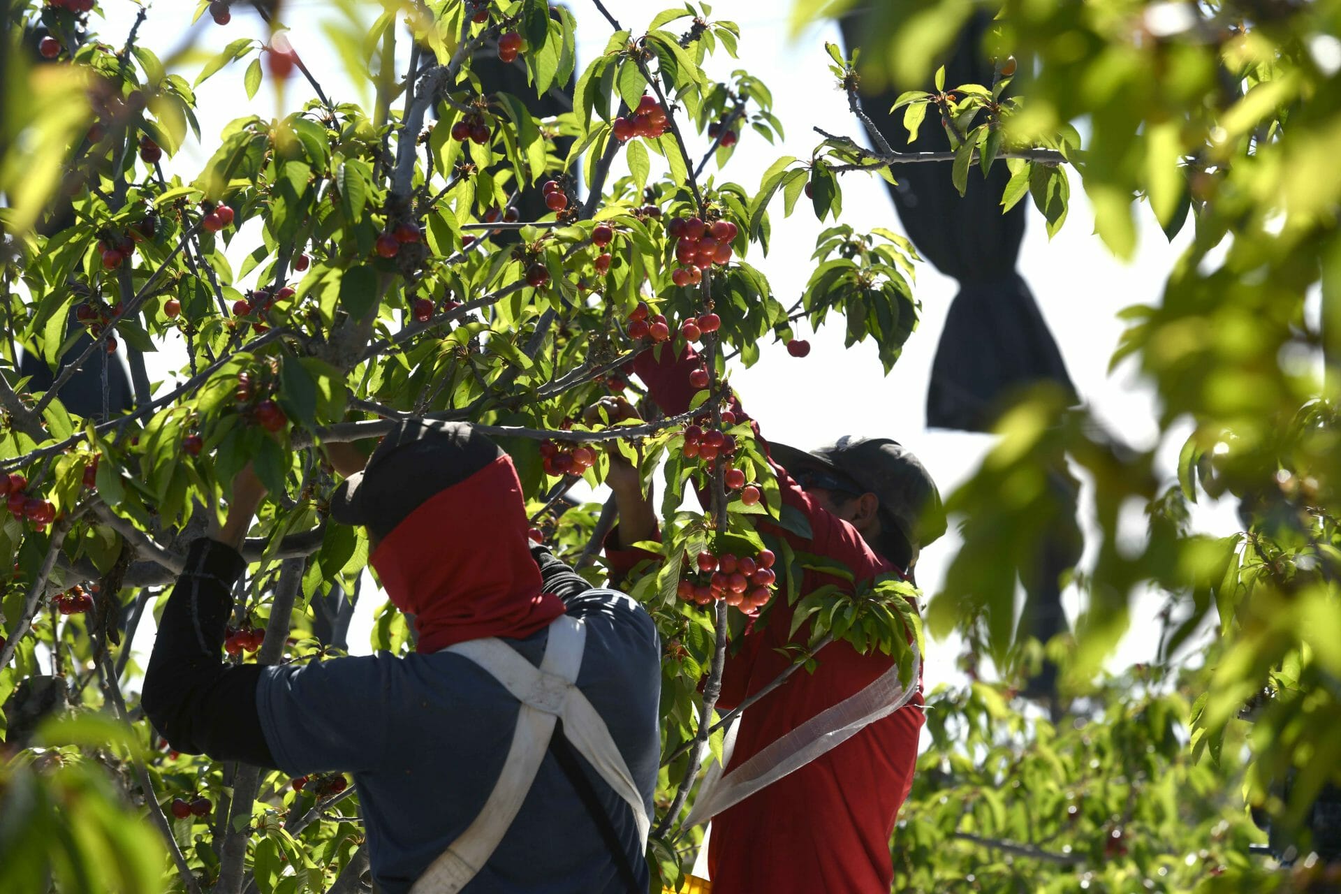 Revisa lo que fue el inicio de la cosecha de cerezas primores en imágenes - Smartcherry