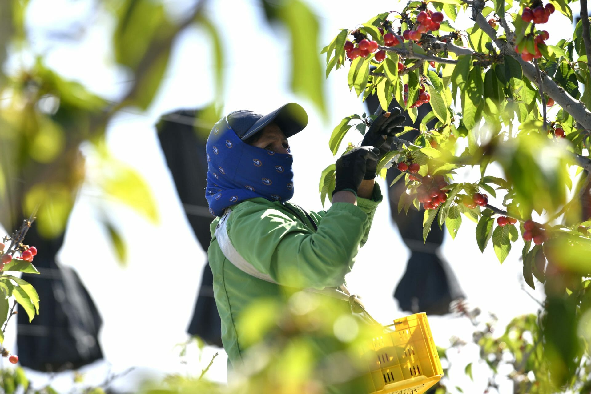 Revisa lo que fue el inicio de la cosecha de cerezas primores en imágenes - Smartcherry