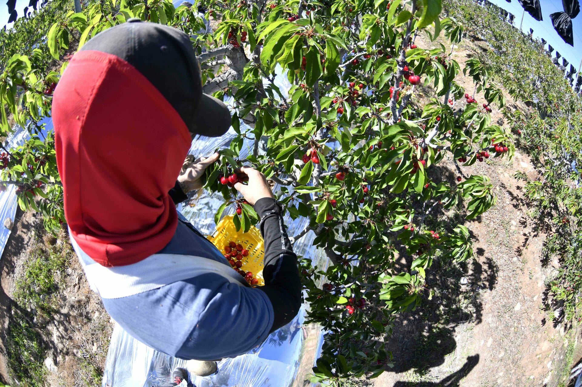 Revisa lo que fue el inicio de la cosecha de cerezas primores en imágenes - Smartcherry