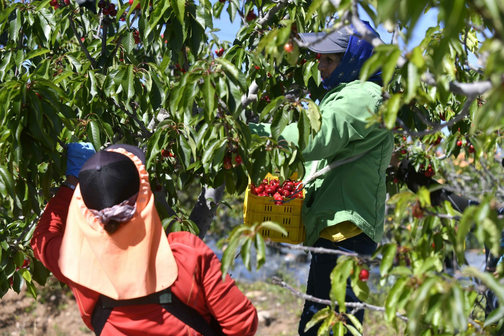 Revisa lo que fue el inicio de la cosecha de cerezas primores en imágenes - Smartcherry