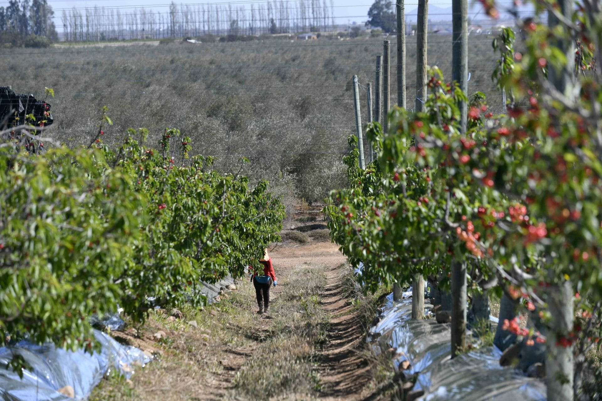 Revisa lo que fue el inicio de la cosecha de cerezas primores en imágenes - Smartcherry