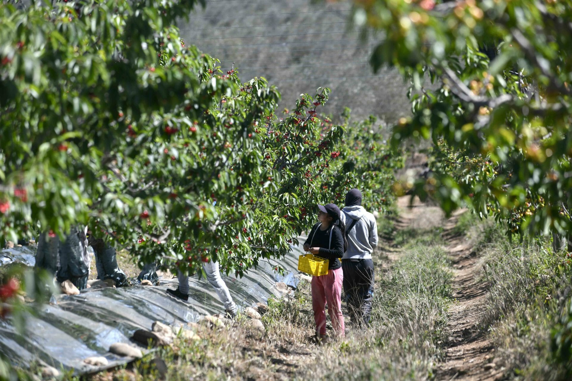 Revisa lo que fue el inicio de la cosecha de cerezas primores en imágenes - Smartcherry