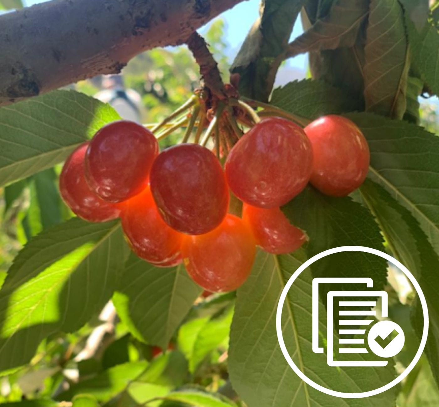 Cosecha de cerezas temporada 2023-24: Cross Check y reportar - Smartcherry