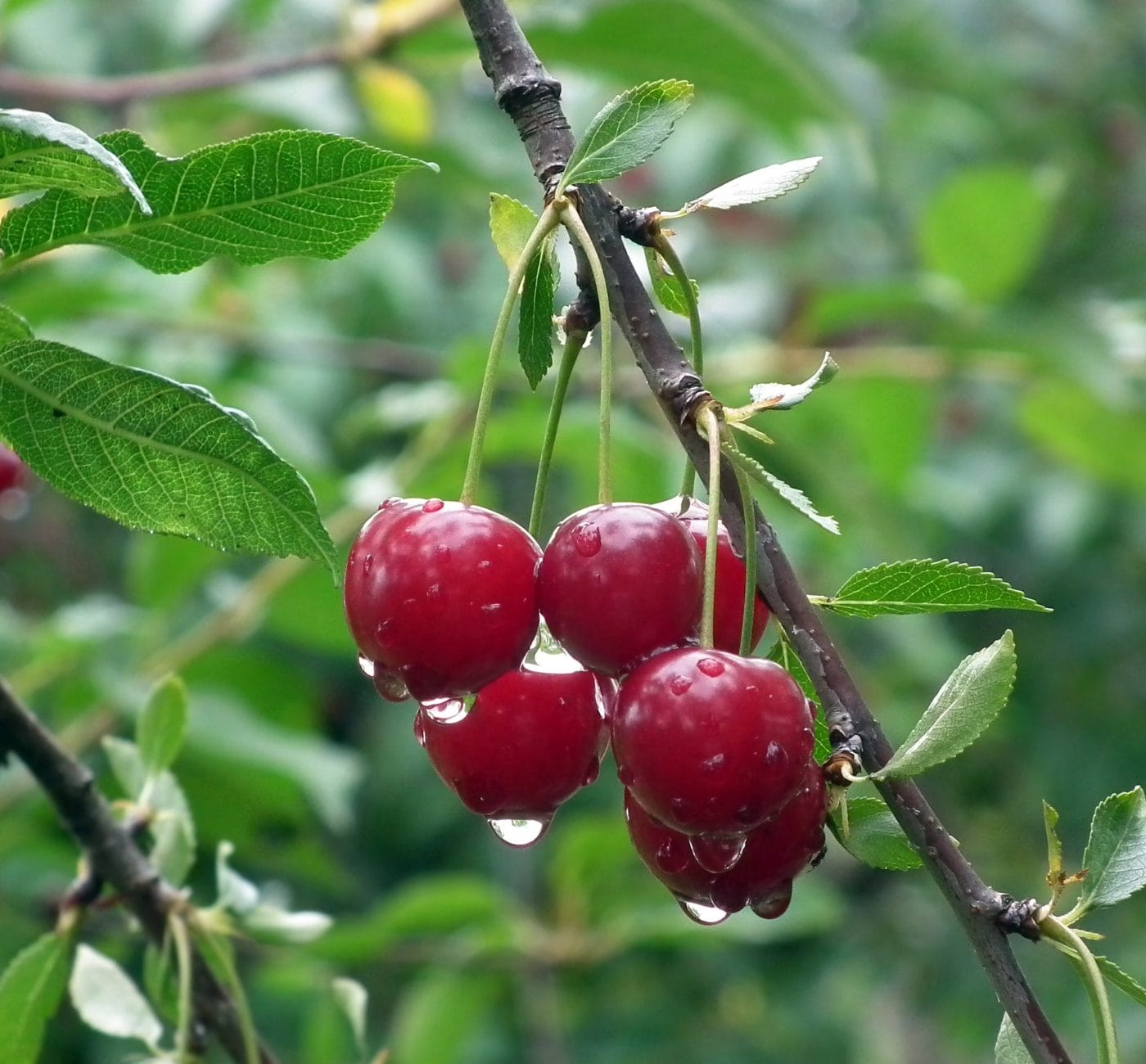 La maldita primavera: ¿Cómo minimizar la incidencia de partiduras? - Smartcherry