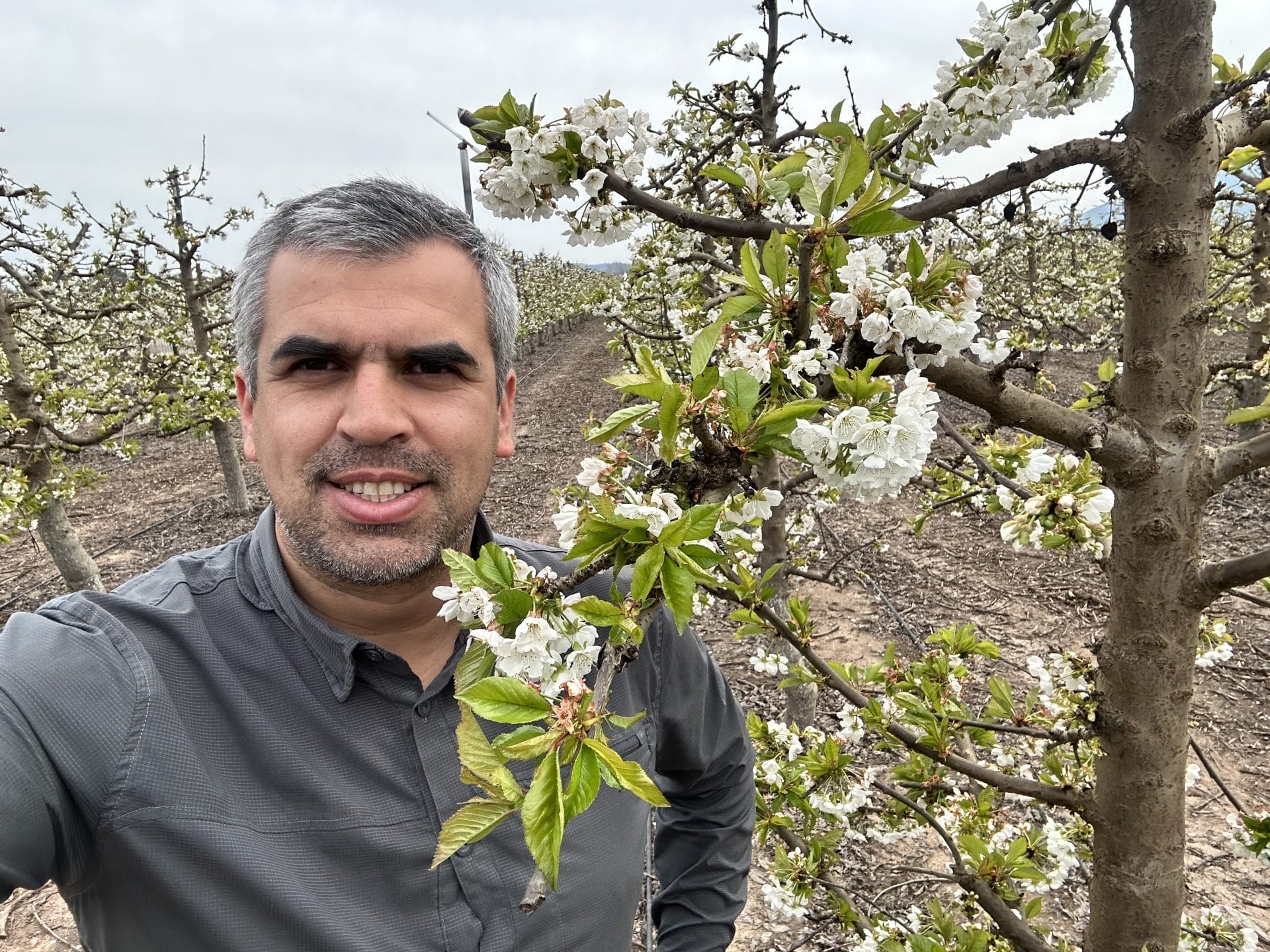 AGQ Labs se une a Smartcherry para potenciar el cultivo del cerezo - Smartcherry