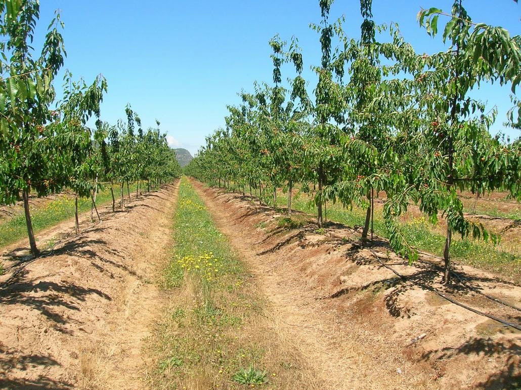 Mantén tus sistemas de riego con NITRACID