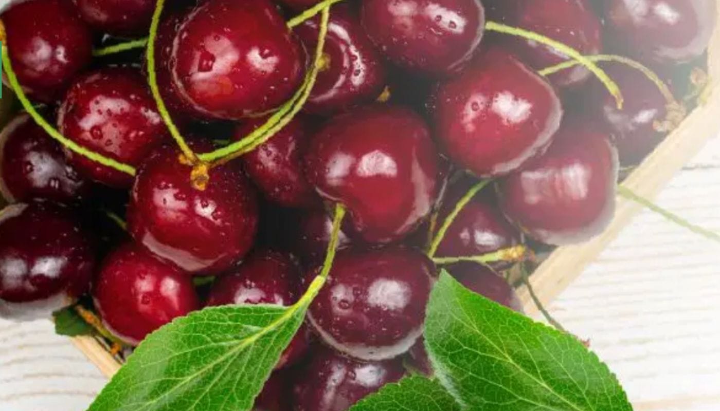 Efecto de la aplicación de Ibicarbox Potasio sobre la producción y calidad de la fruta en ...