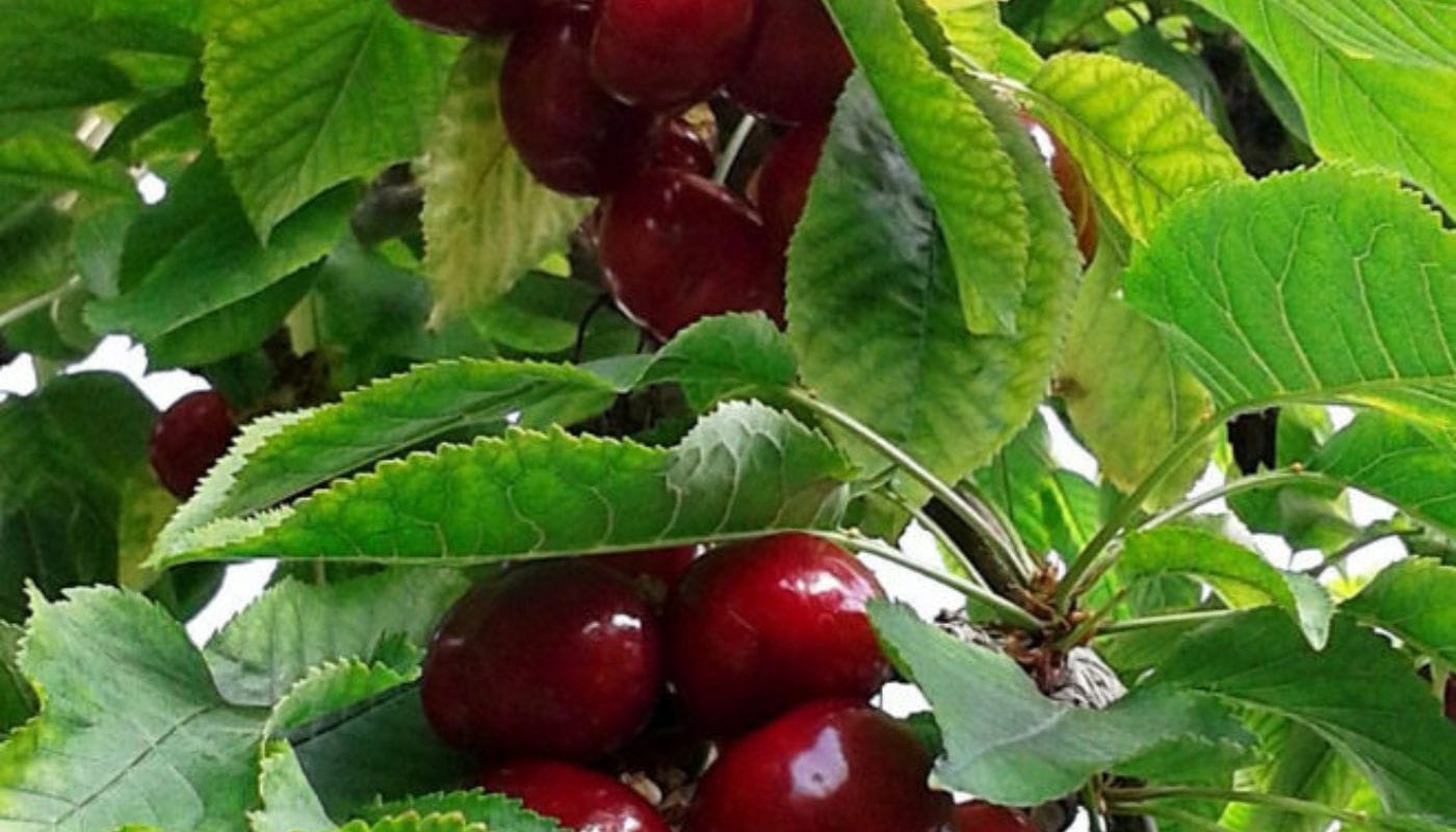 "SUN REFLEX" de ATSA protección solar asegurada para los cultivos - Smartcherry