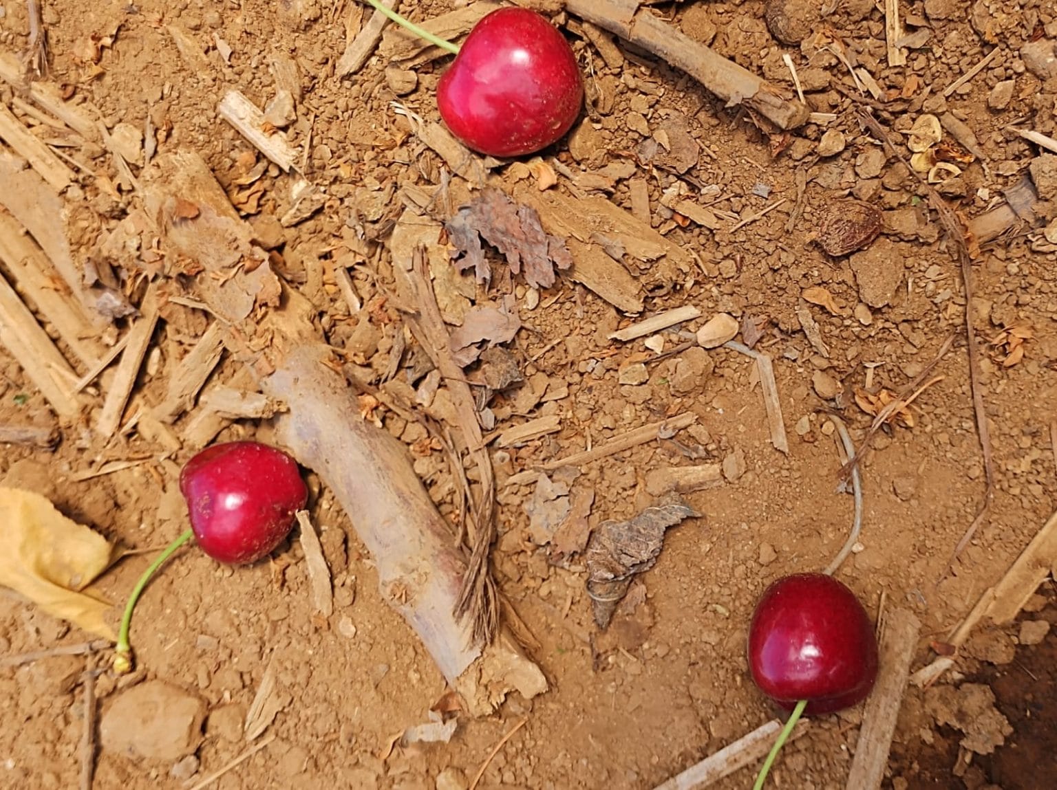 El rol de la información y su impacto en optimizar los procesos durante la cosecha - Smartcherry