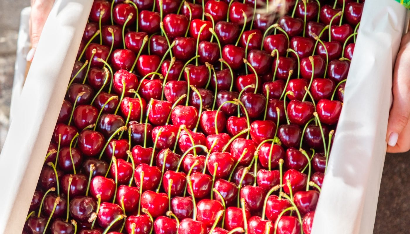 95 millones de cajas de cerezas se exportarán esta temporada según ...