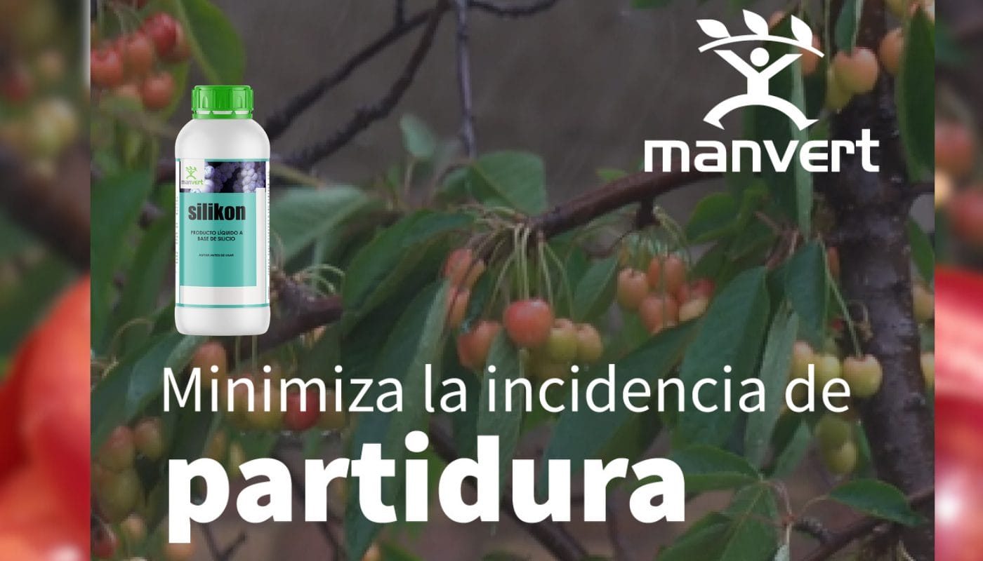 Reduce la incidencia de partidura con una solución de silicio concentrado - Smartcherry