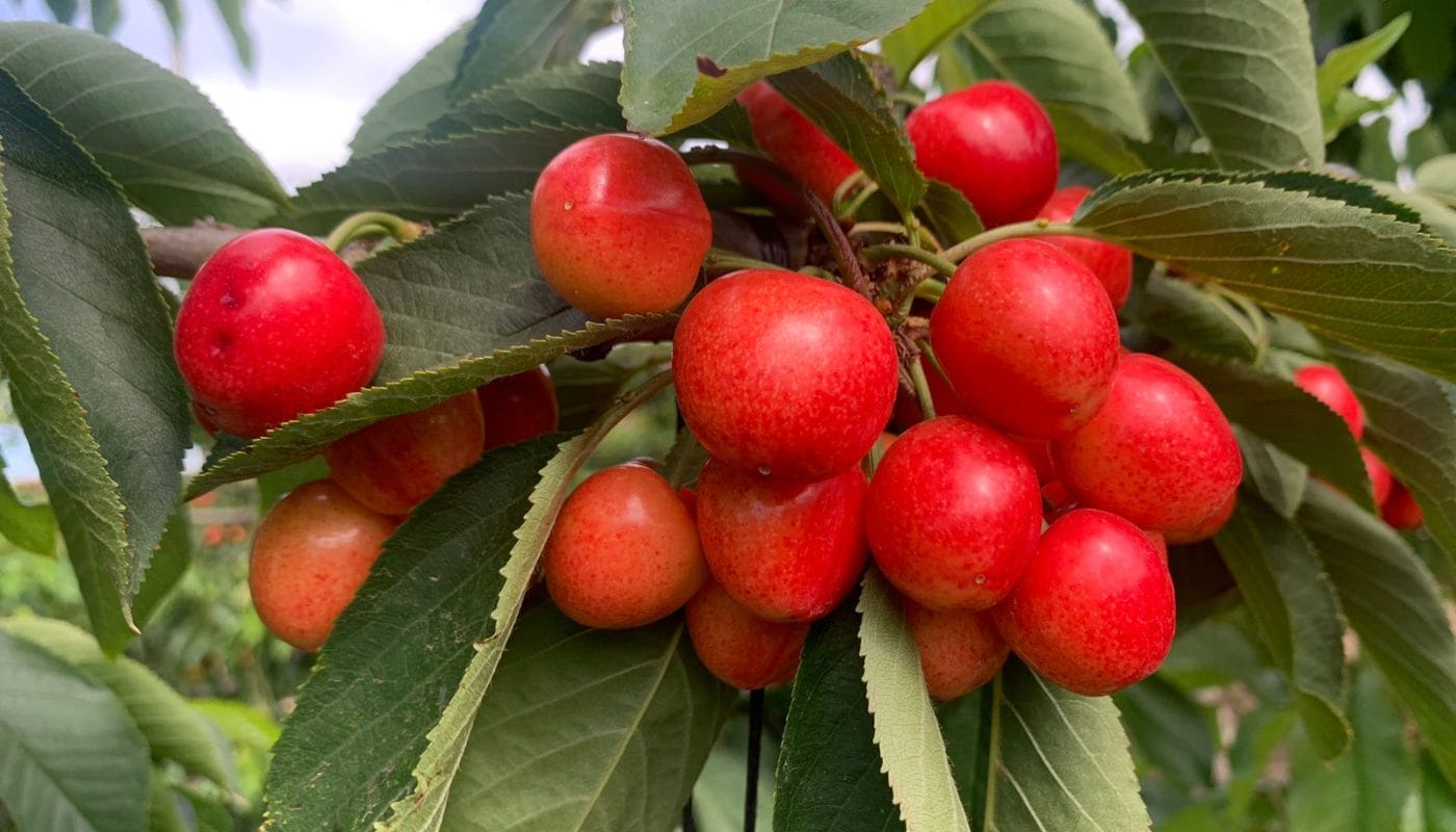 Estrategias para enfrentar la desuniformidad de color en las cerezas (M10) - Smartcherry