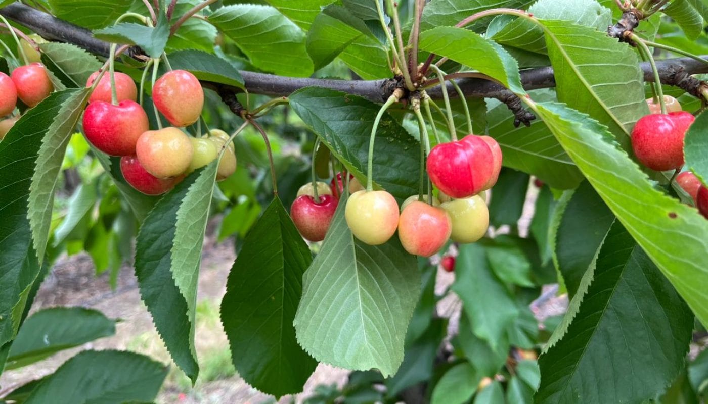 Huertos de cerezos presentan marcada desuniformidad de color en la ...