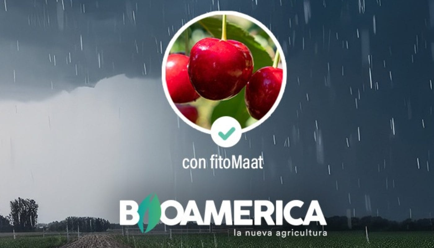 Fitomaat: El osmoregulador para evitar partiduras - Smartcherry