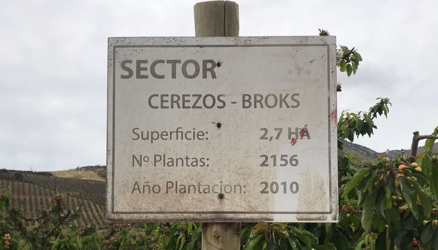 Aplicación de programa preventivo de EQUI-SUN de VADPAGRO en campo de cerezos variedad Brooks en ...