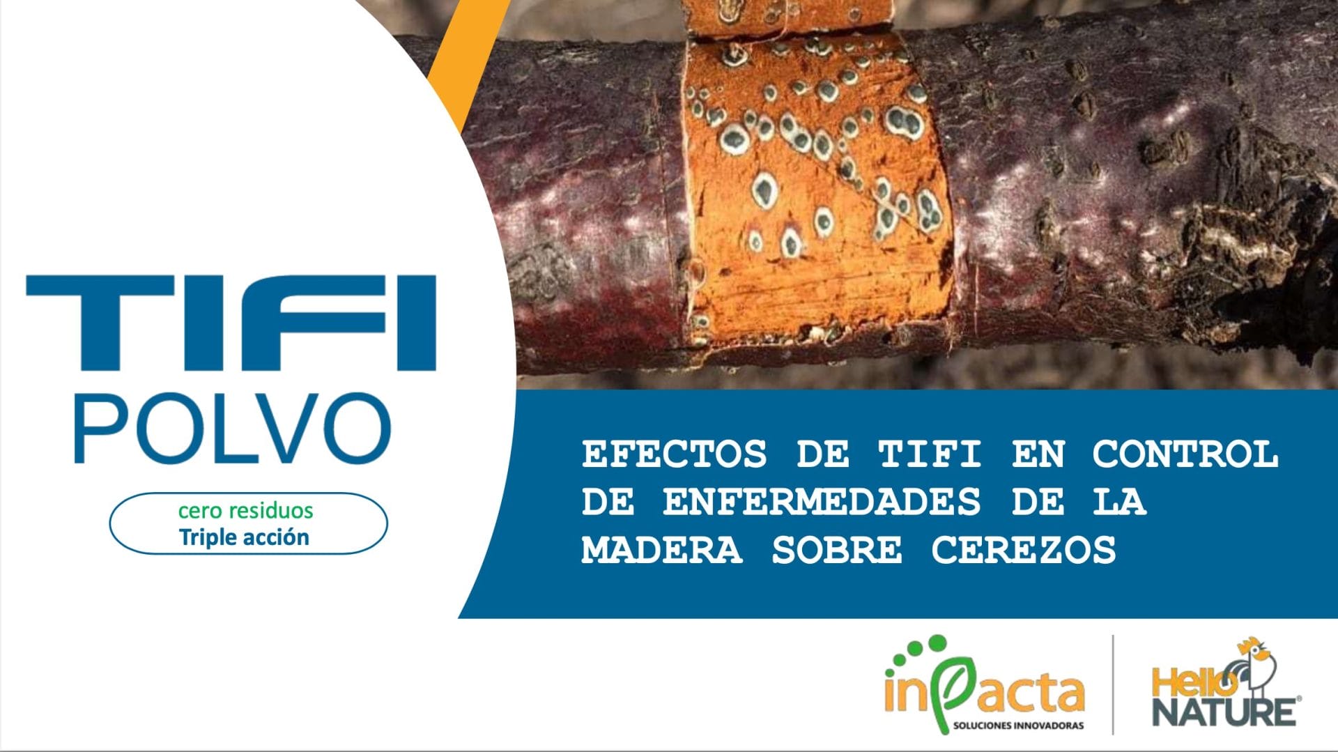 Para postcosecha usa TIFI para heridas y enfermedades de la madera - Smartcherry