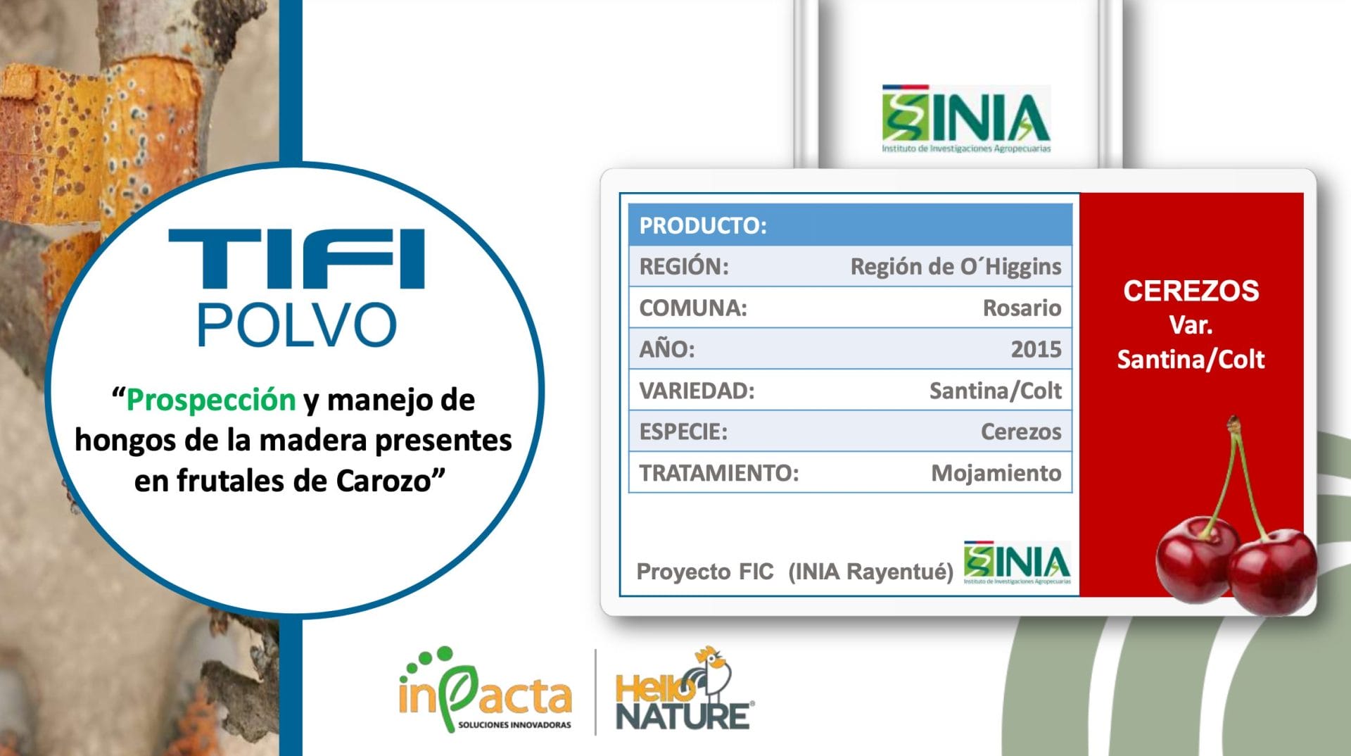 Para postcosecha usa TIFI para heridas y enfermedades de la madera - Smartcherry