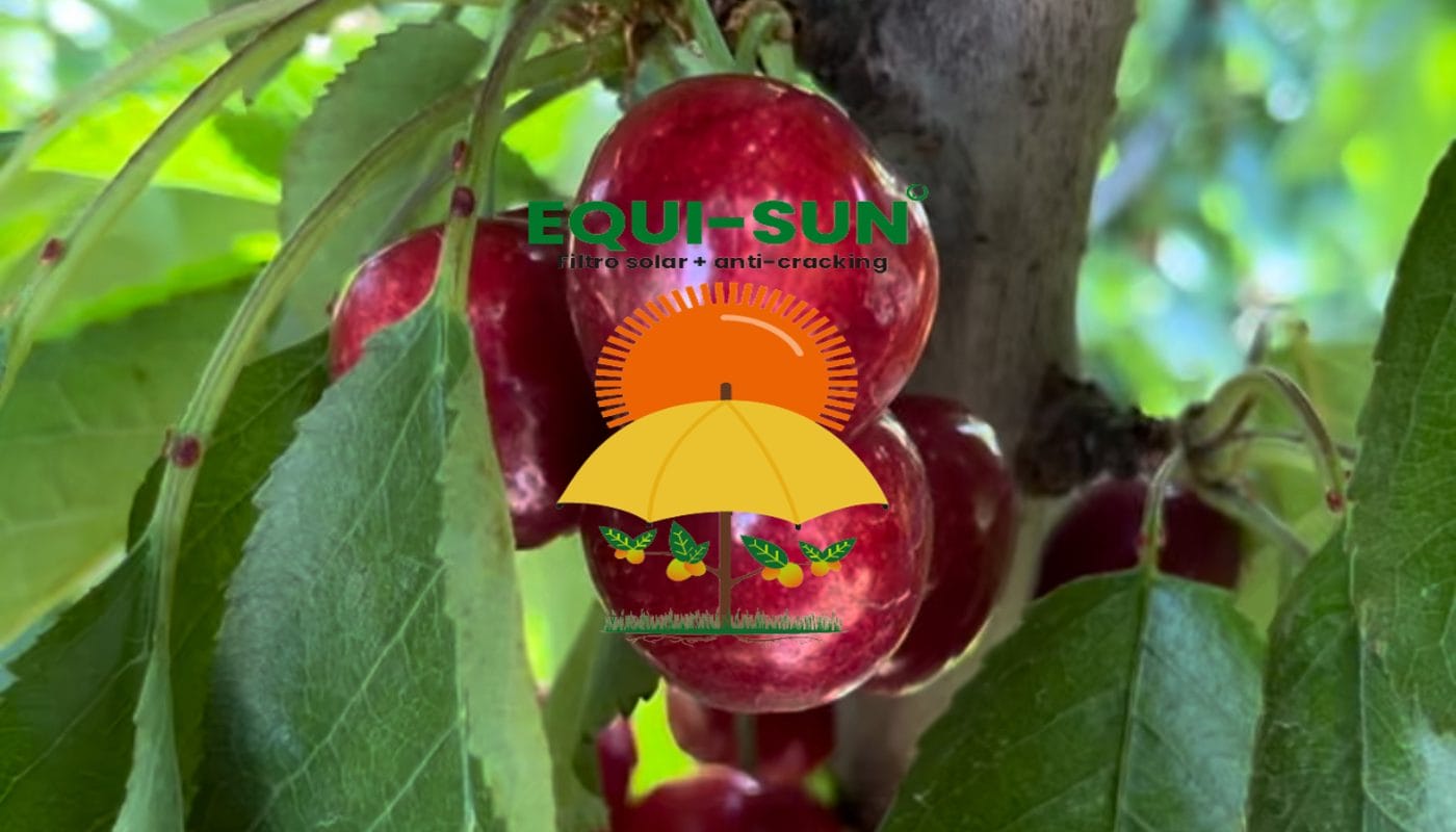 ¿Qué nos espera y qué debemos proteger en este próximo verano extremo en nuestros cerezos ...